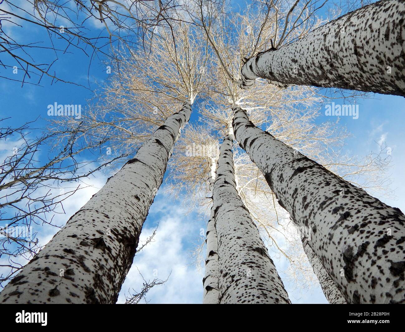 Tall white barked leafless quaking aspen trees towing toward the blue ...