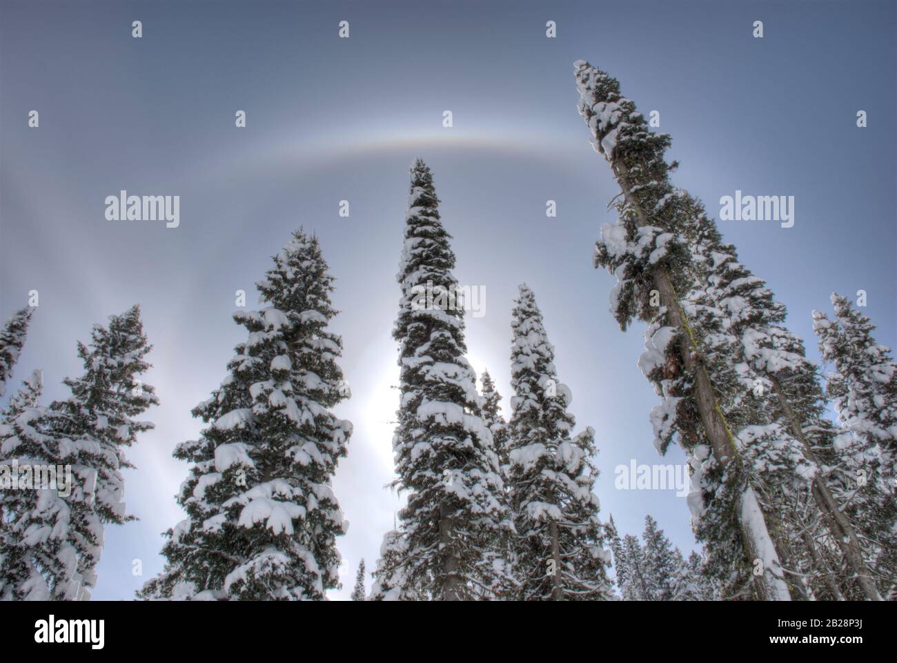 Tall spire like backlit snow covered lodge pole pine trees towering ...