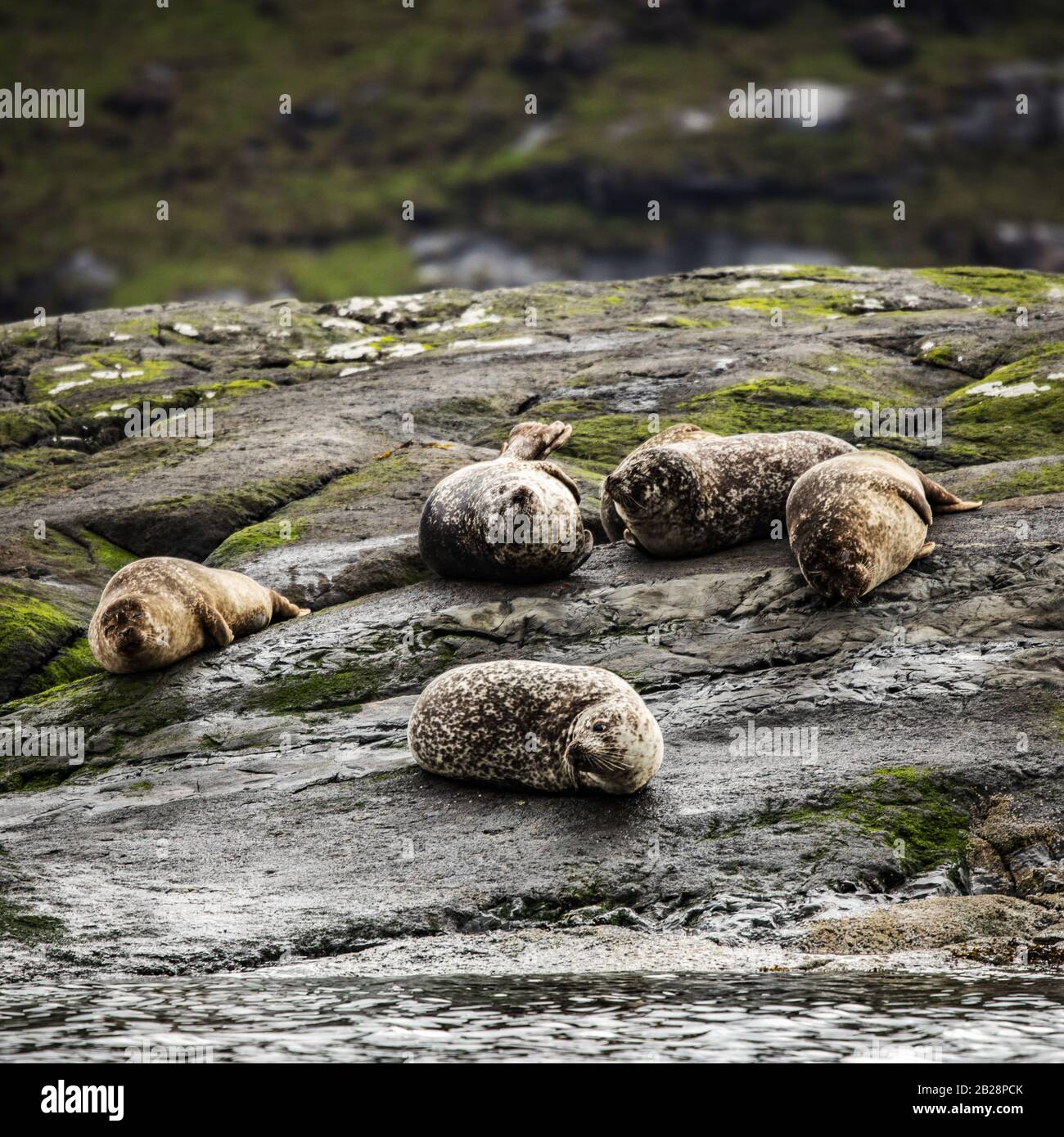 Scottish fur seals resting on coastal stones Stock Photo - Alamy