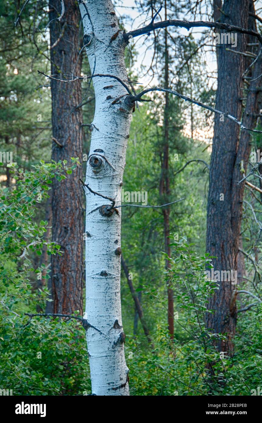 Quaking aspen tree hi-res stock photography and images - Alamy