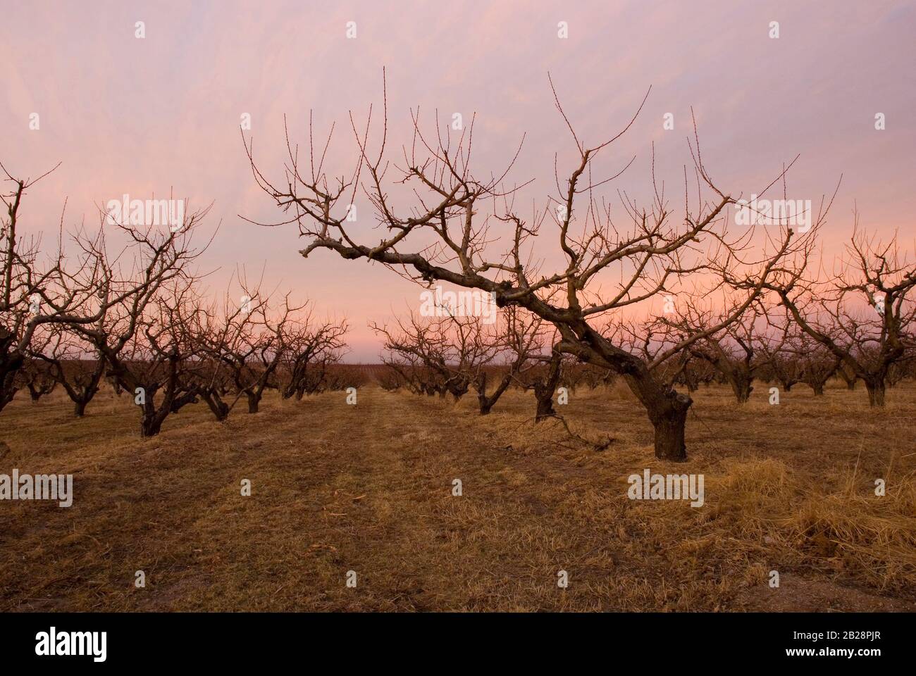 Orchard of leafless pruned apple trees growing in a dry brown field ...