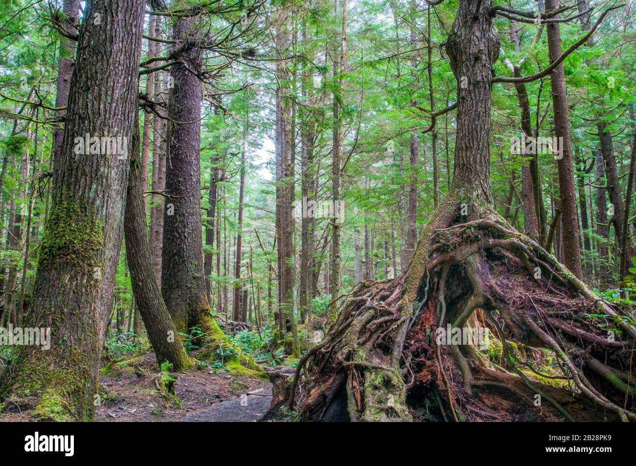 Pathway past pine tree hi-res stock photography and images - Alamy
