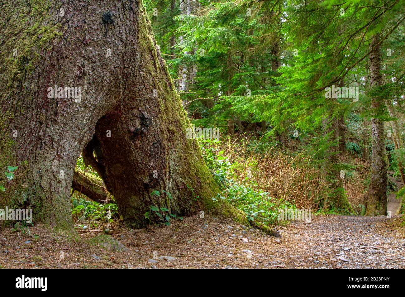 Pedestrian pathway near a large split trunk fir tree through a thick ...