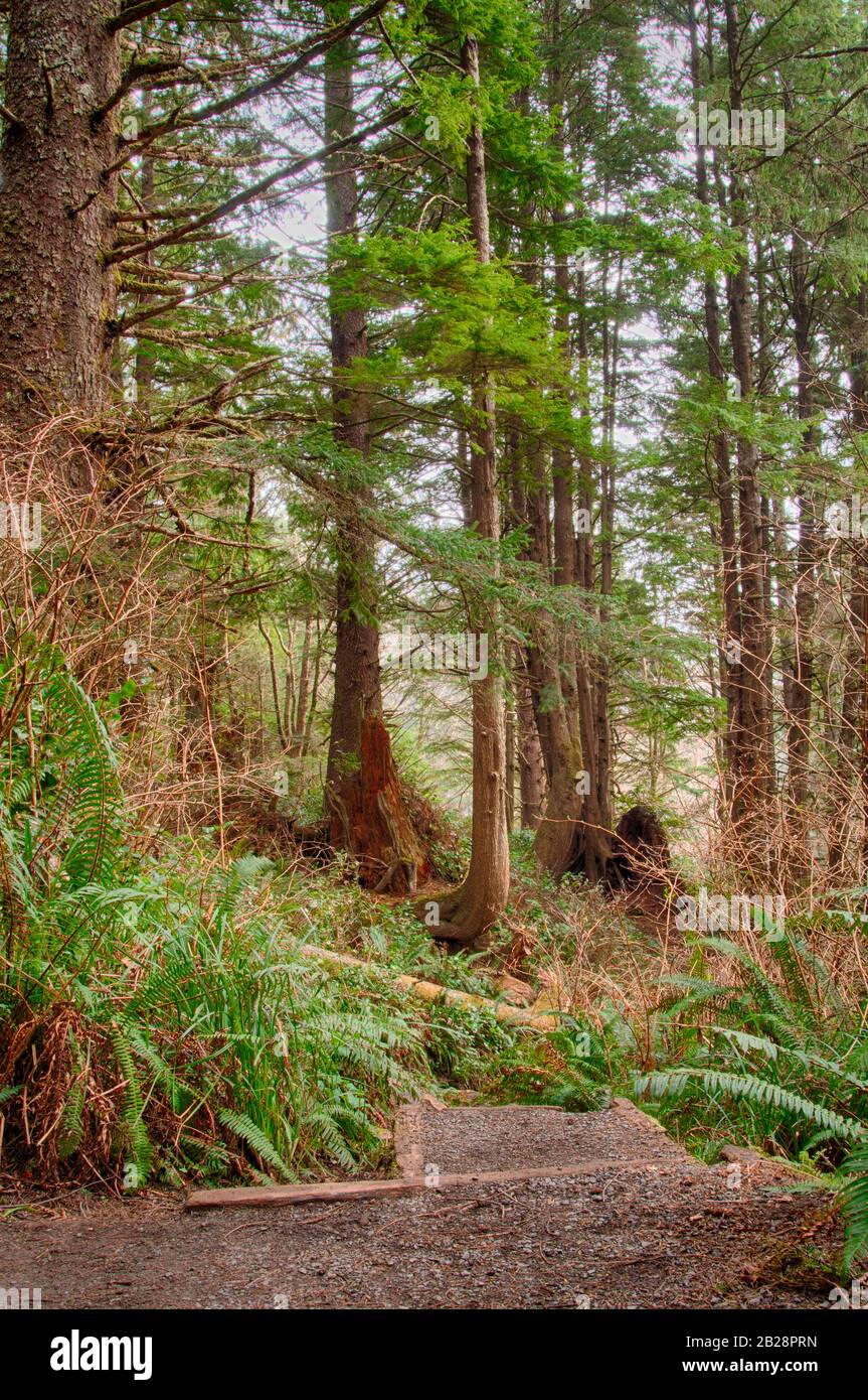 Pedestrian pathway through a thick old growth northwestern Washington ...