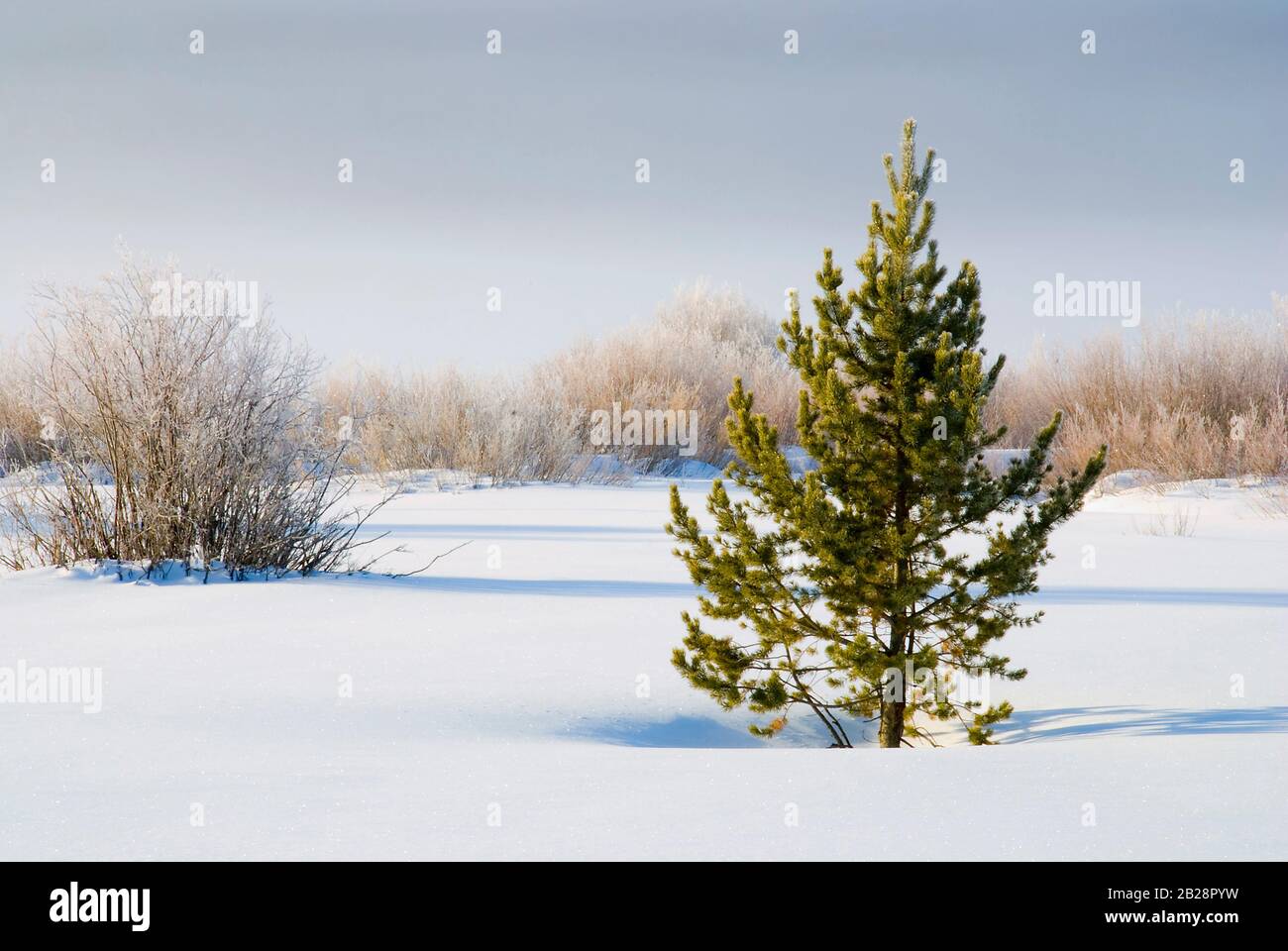 Fur tree in fresh snow hi-res stock photography and images - Alamy