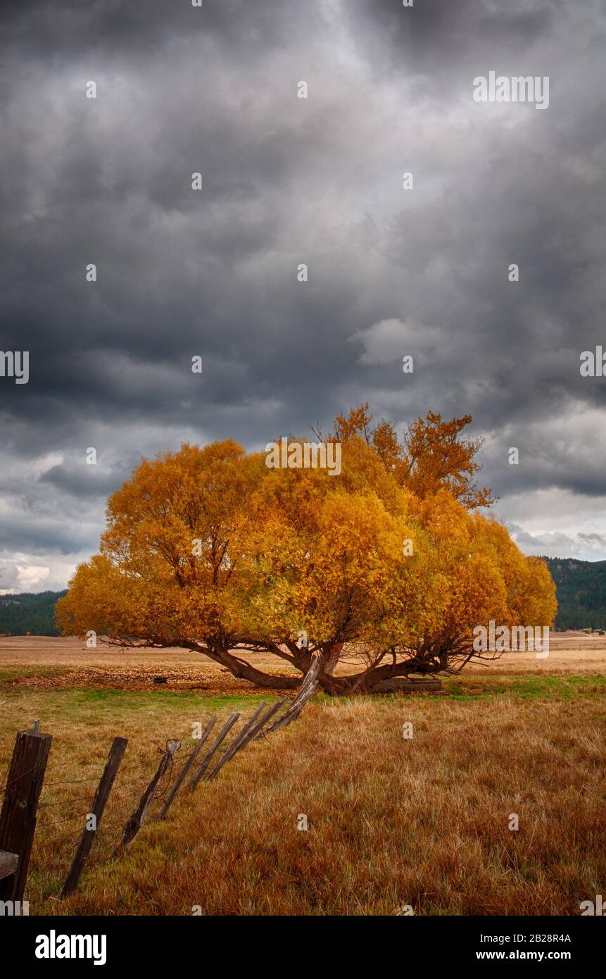 A wild fence line tree crowned with autumn golden leaves as seen along ...