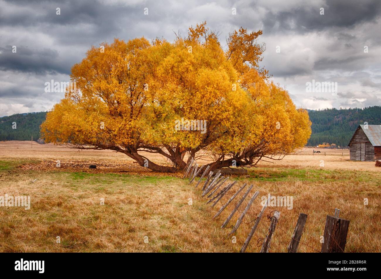 A wild fence line tree crowned with autumn golden leaves as seen along ...