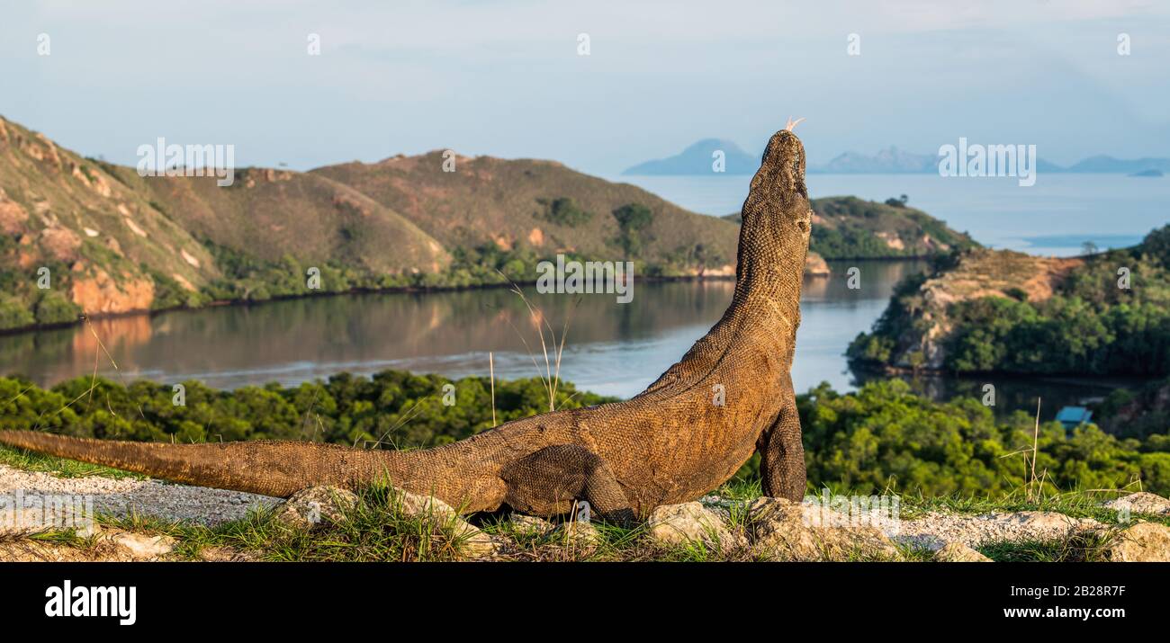 The Komodo dragon. Portrait on landscape of Rinca Island.Scientific name: Varanus komodoensis ...