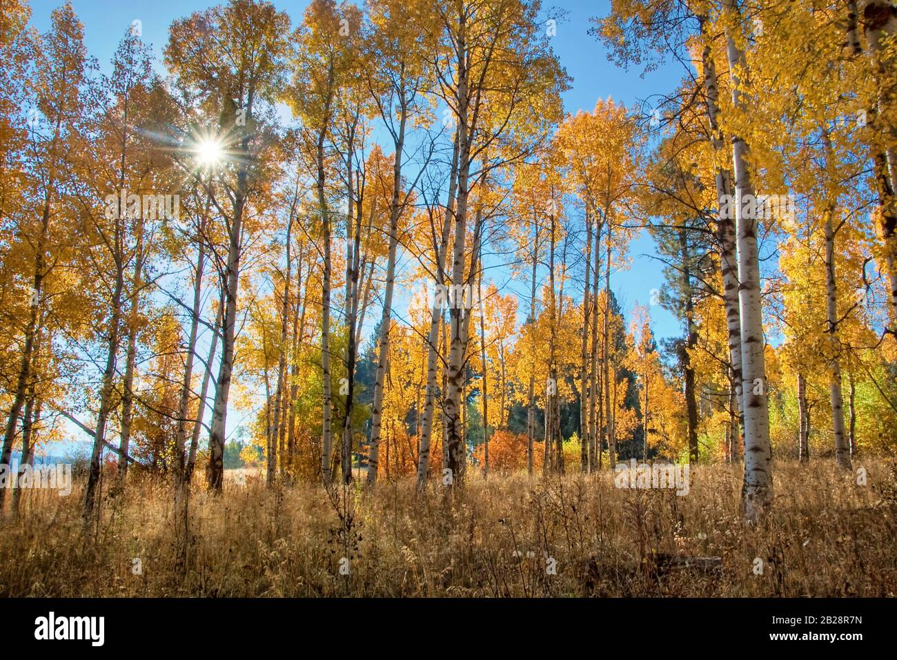 Backlit quaking aspen populus hi-res stock photography and images - Alamy