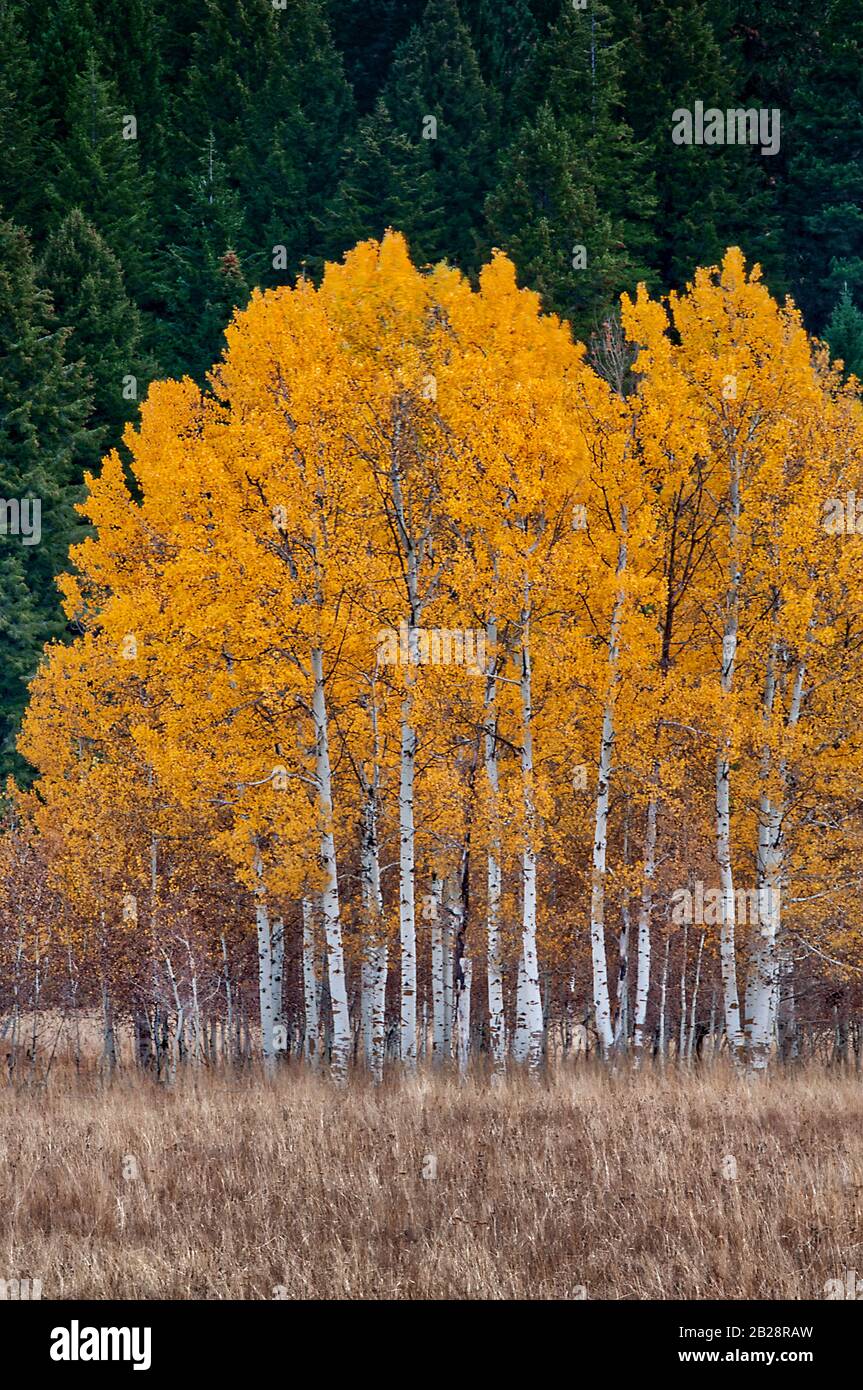 White barked quaking aspen trees in a field under autumn golden canopy ...
