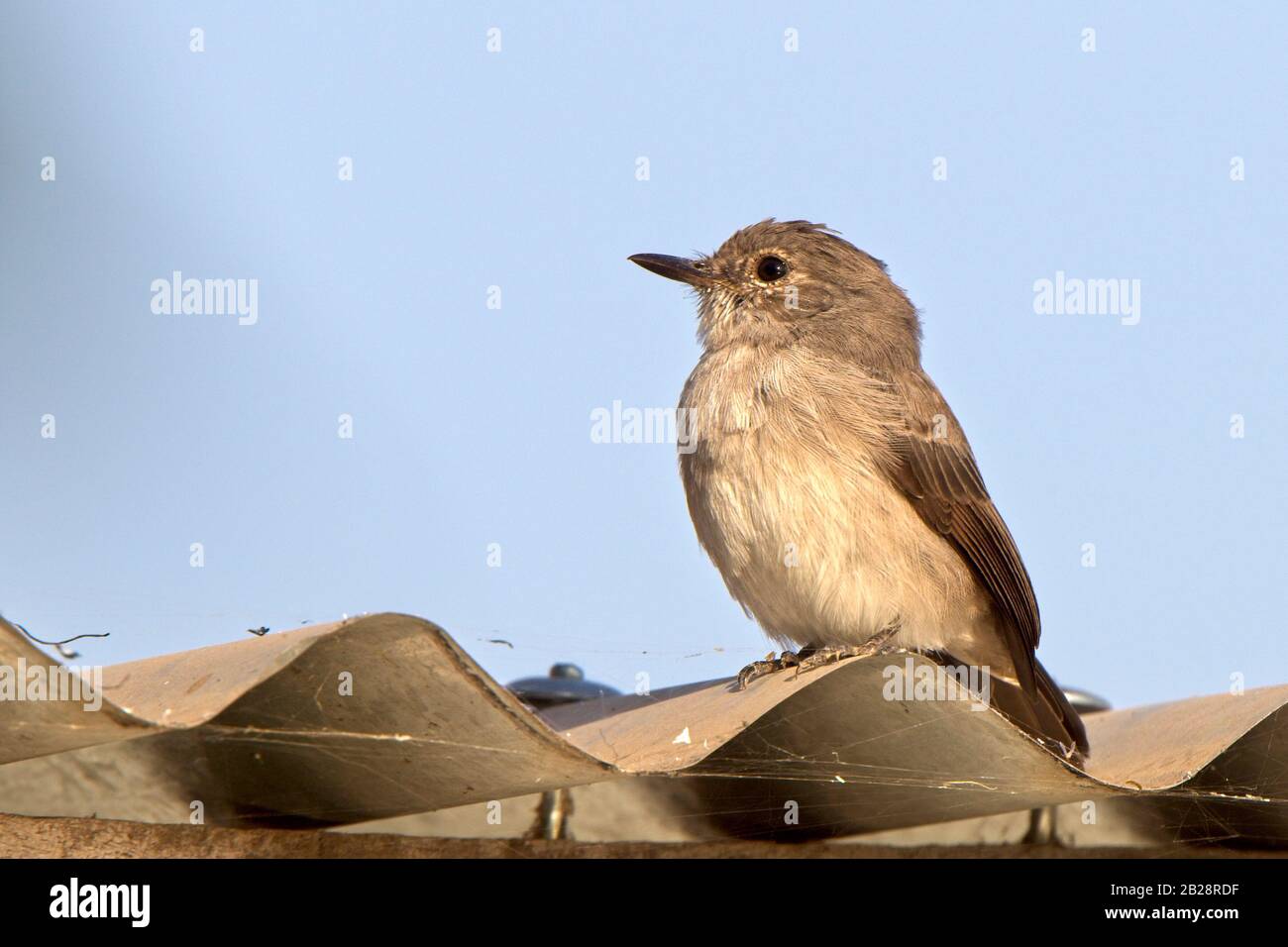 Swamp Flycatcher (Muscicapa aquatica) adult on a roof, Georgetown ...