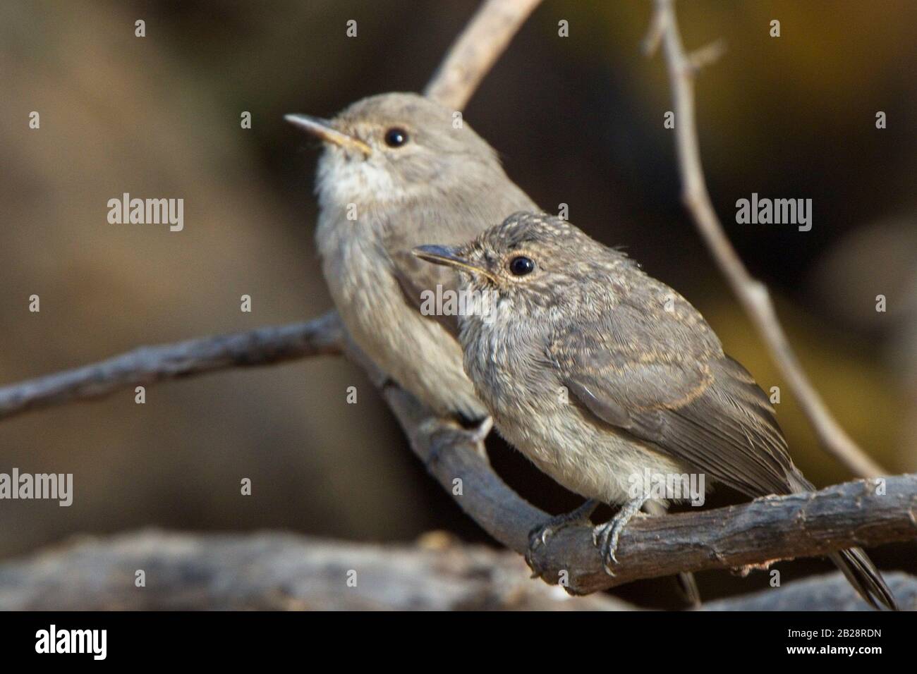 Swamp Flycatcher (Muscicapa aquatica) juvenile with parent, Georgetown ...