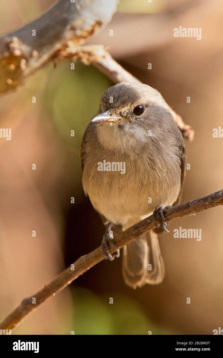 Swamp Flycatcher (Muscicapa aquatica) adult, Georgetown, Gambia Stock ...