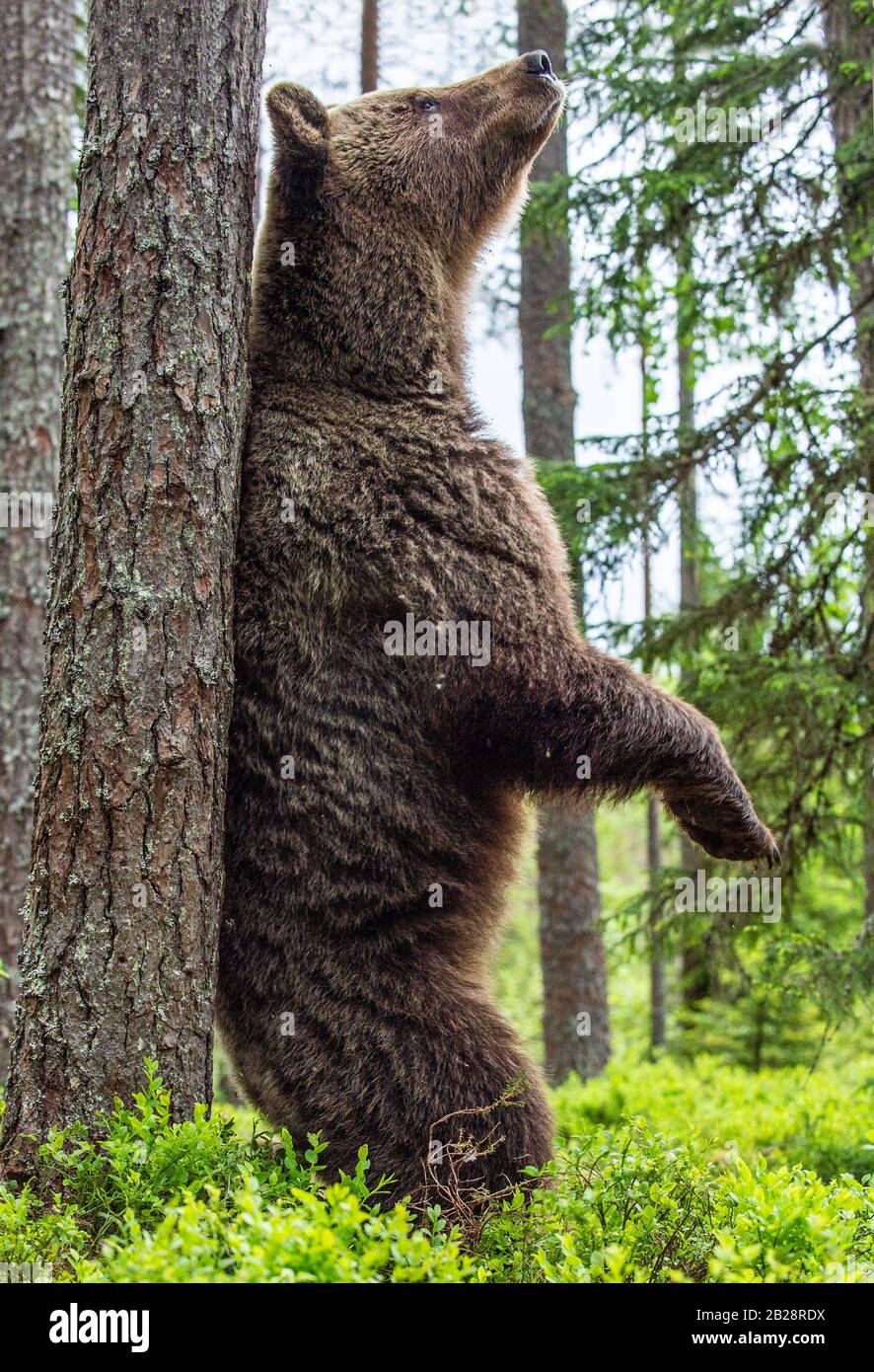 Brown bear stands on its hind legs by a tree in a summer forest ...