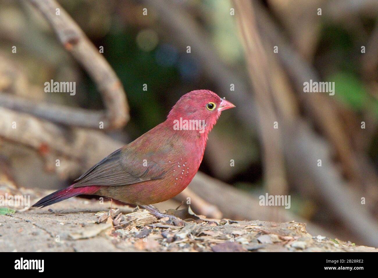 Red-billed Firefinch (Lagonosticta senegala), male, Georgetown, Gambia ...