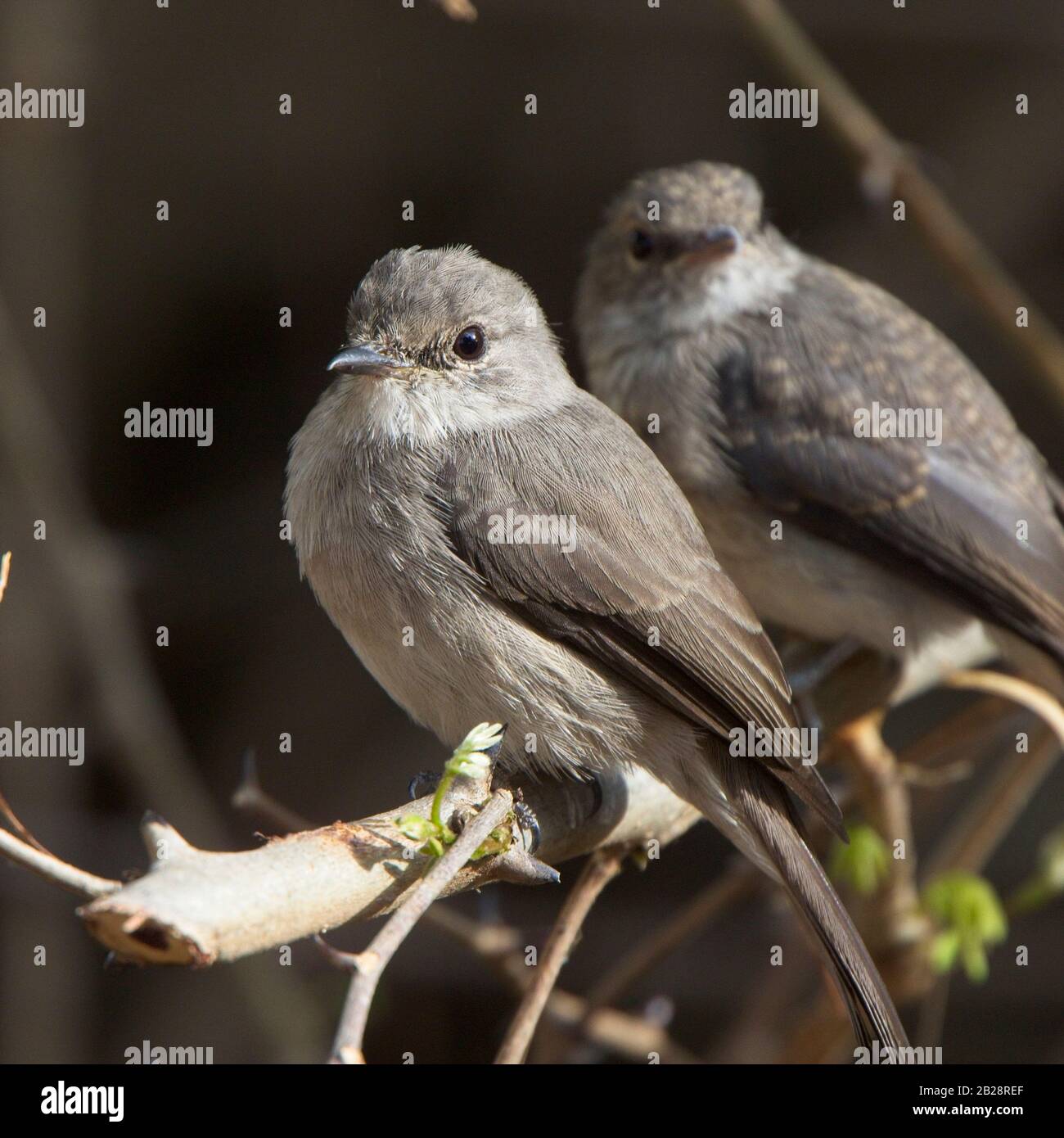 Adult flycatcher hi-res stock photography and images - Alamy