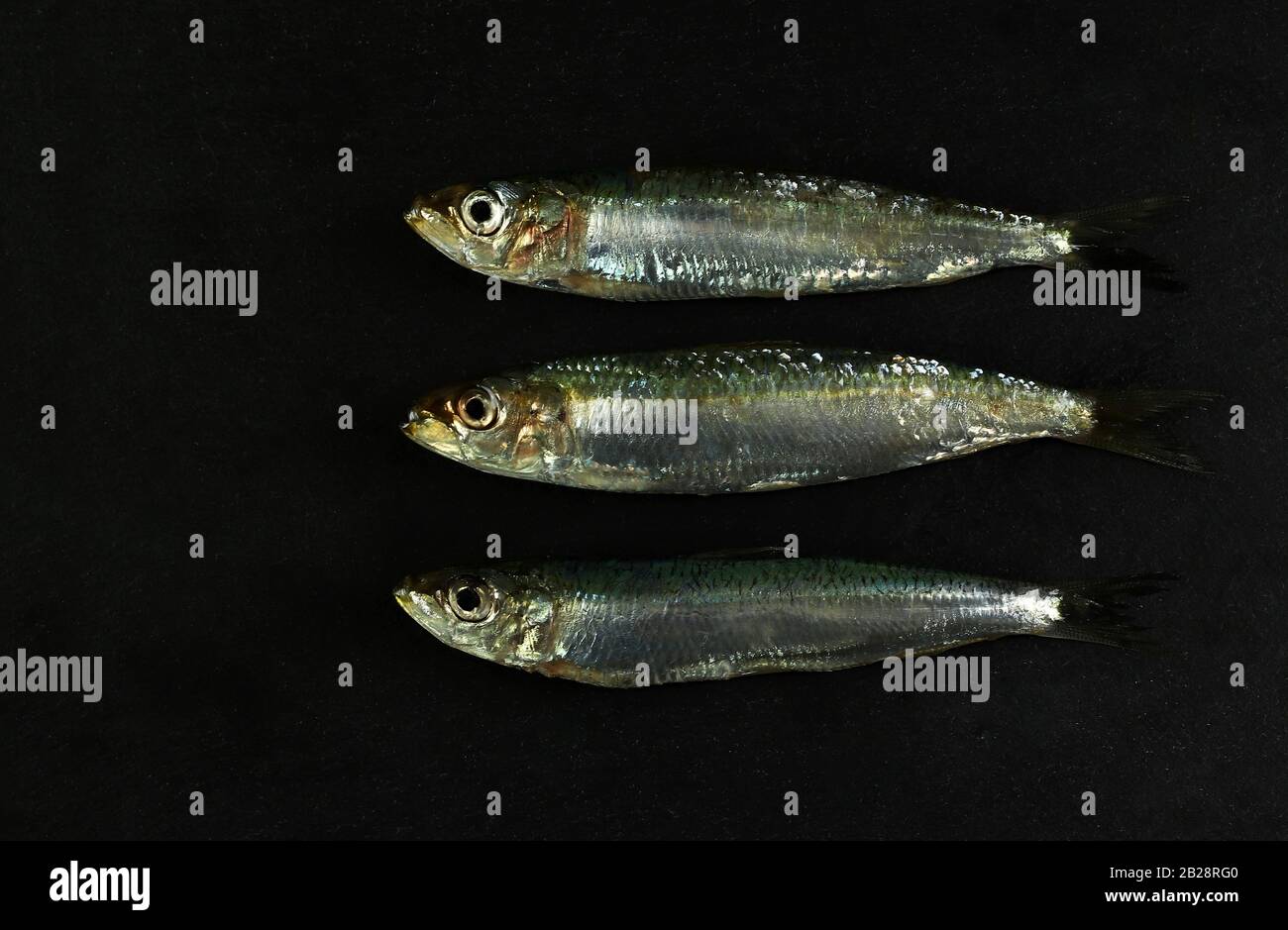 Fresh fish. Top view of fresh sardines on dark background with copy ...