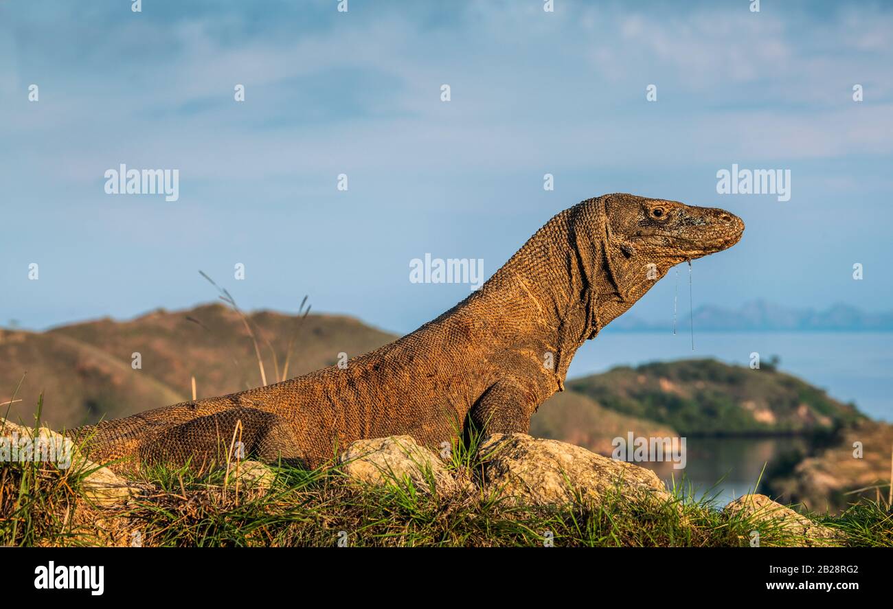 The Komodo dragon. Portrait on landscape of Rinca Island.Scientific ...