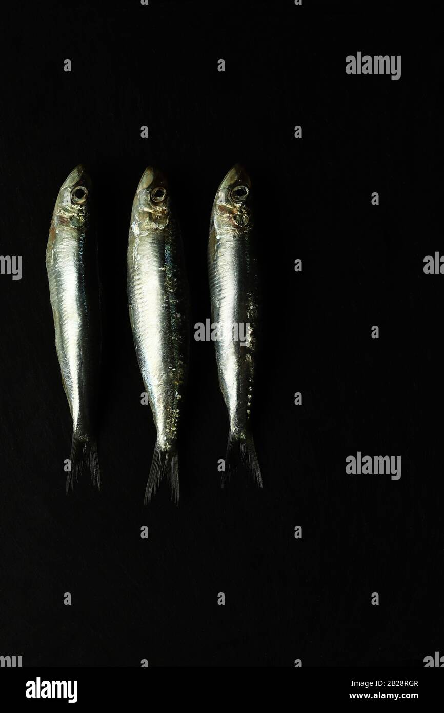 Fresh fish. Top view of fresh sardines on dark background with copy ...