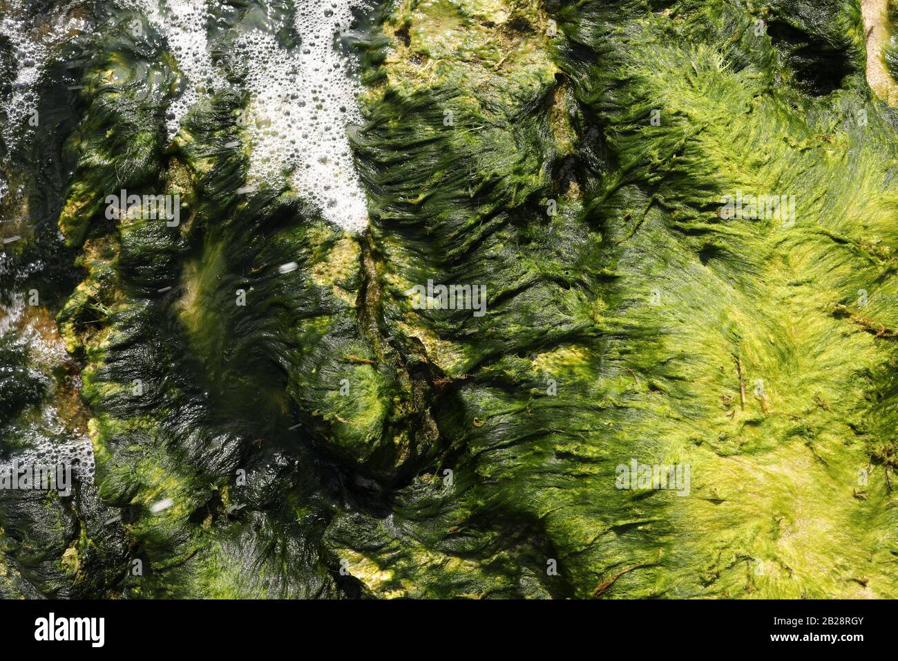 Close up of green algae covered rocks on the seashore. nature ...