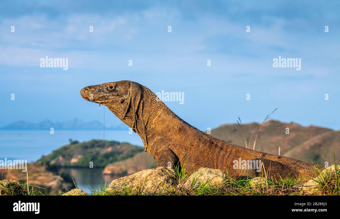 The Komodo dragon. Portrait on landscape of Rinca Island.Scientific ...