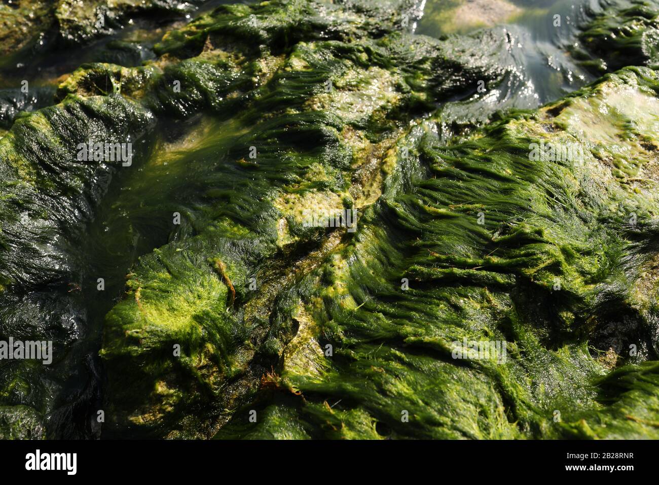 Close up of green algae covered rocks on the seashore. nature ...