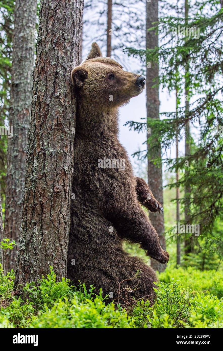Brown bear stands on its hind legs by a tree in a summer forest ...