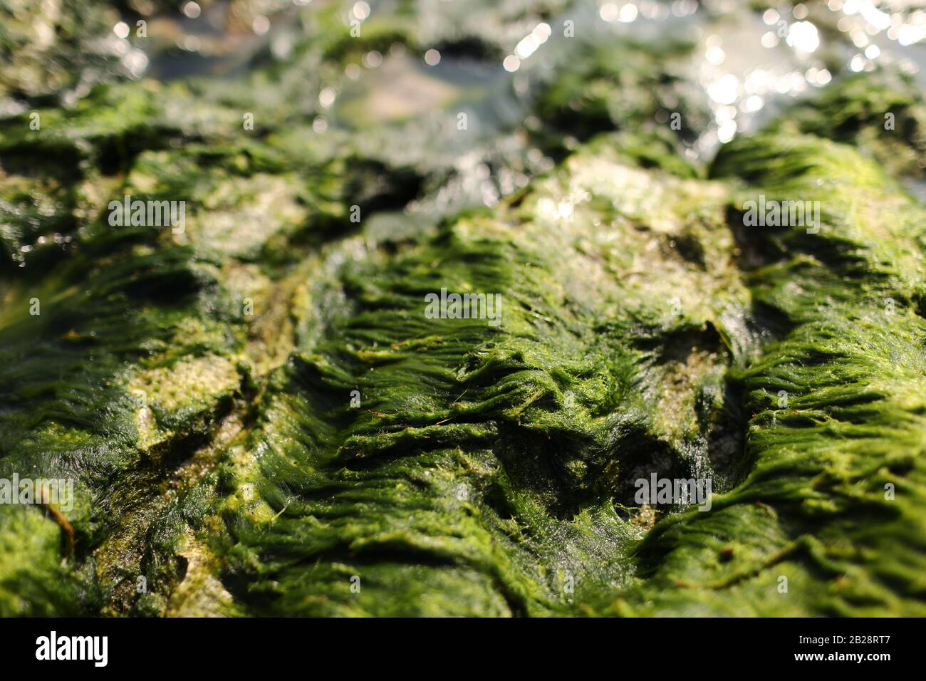 Close up of green algae covered rocks on the seashore. nature ...