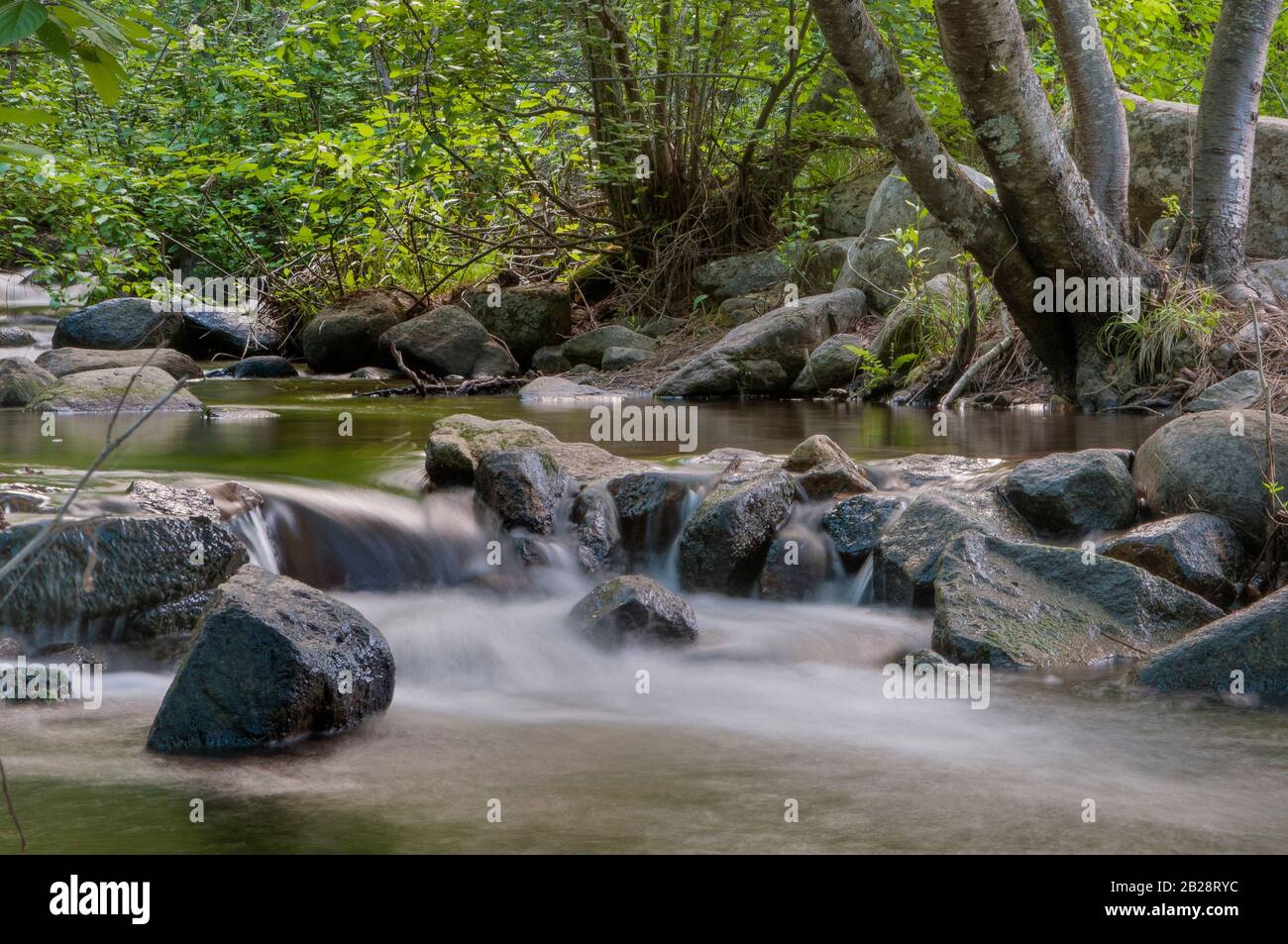 Gentle stream flowing through a green foliage rich forest and over a ...