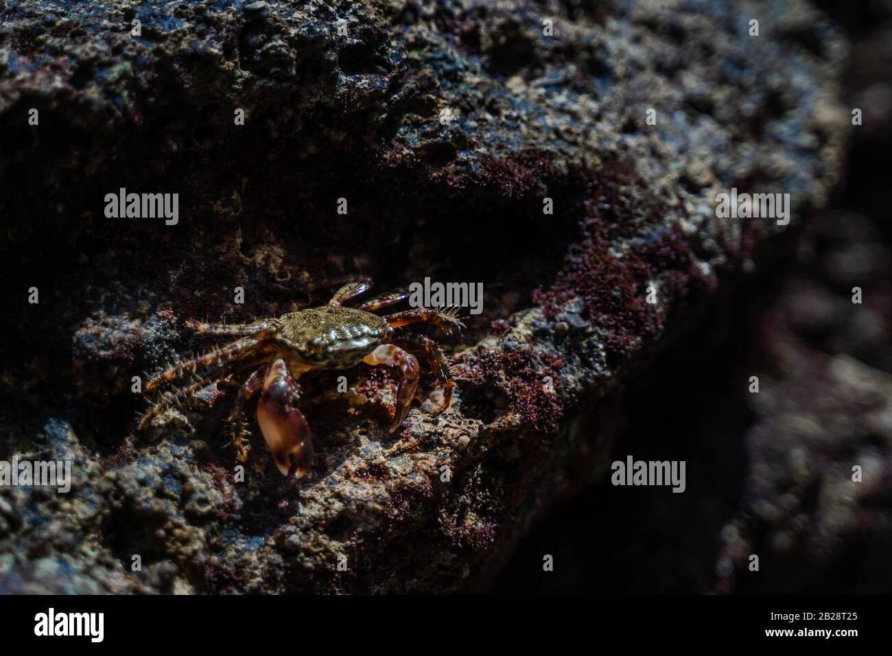 crab walking on the rocks near sea or ocean at the beach. Marbled Rock ...