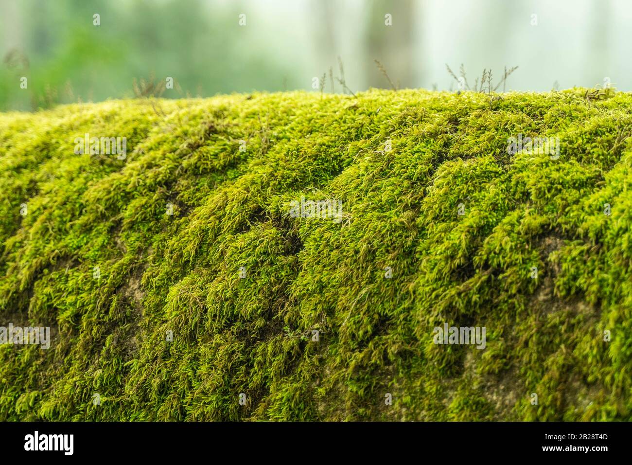 green moss in forest. trees on background. foggy weather. moss texture ...
