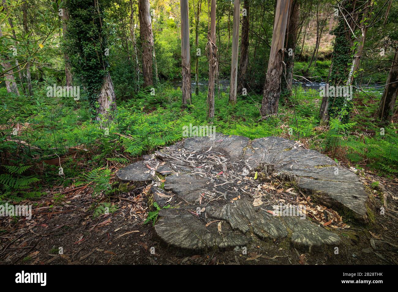 Gigant hi-res stock photography and images - Alamy