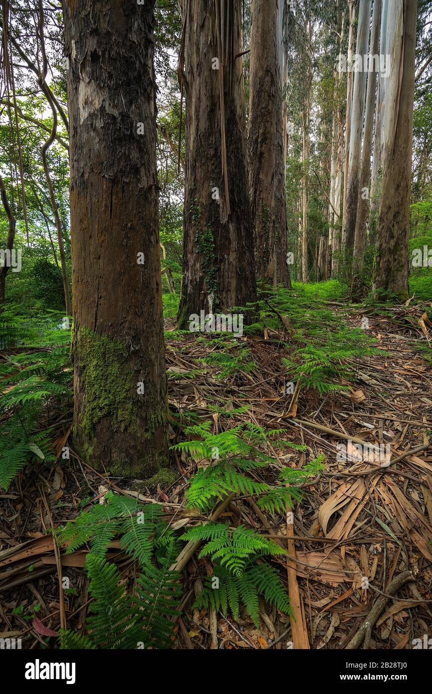 Souto hi-res stock photography and images - Alamy