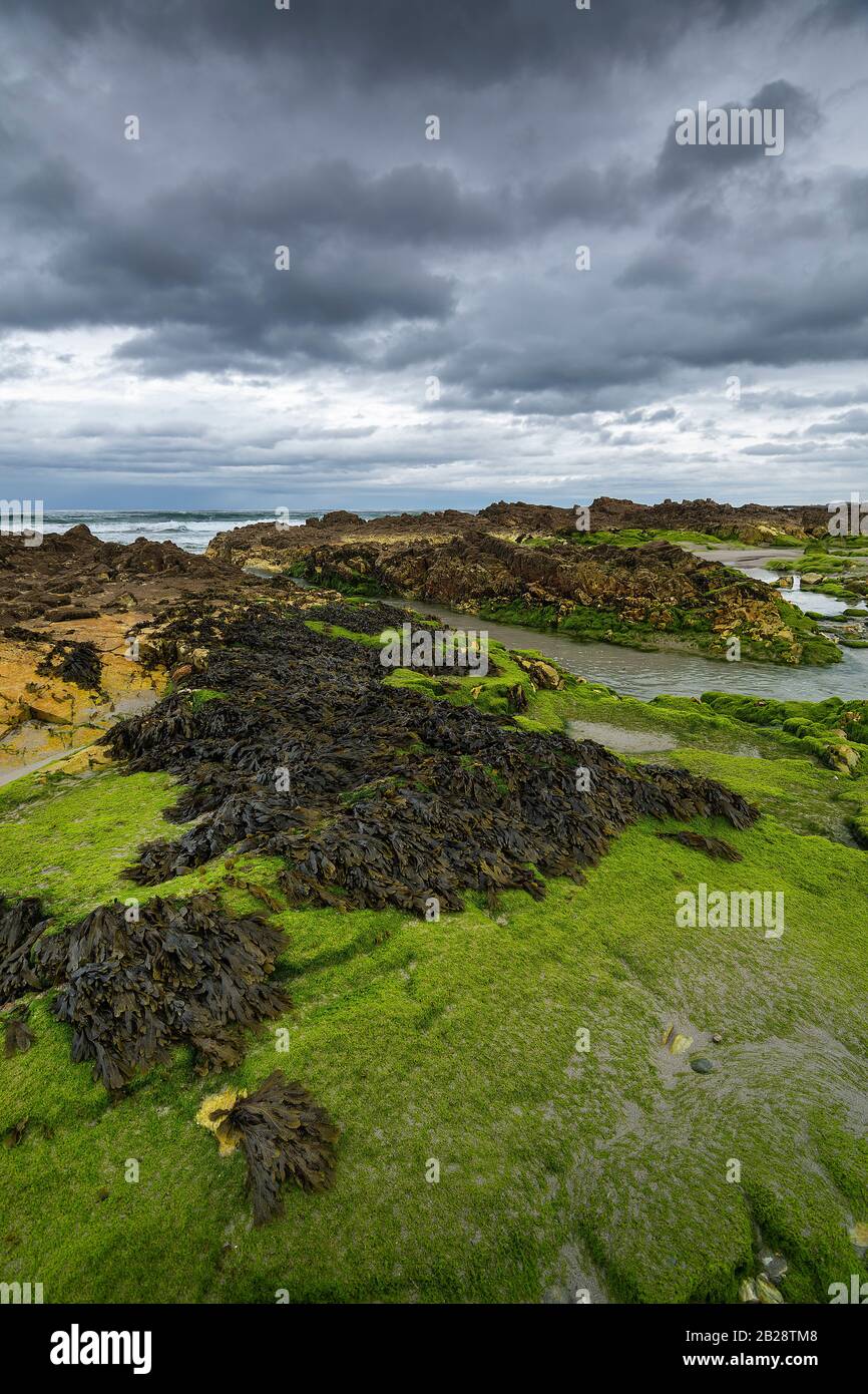 Green color algae hi-res stock photography and images - Alamy
