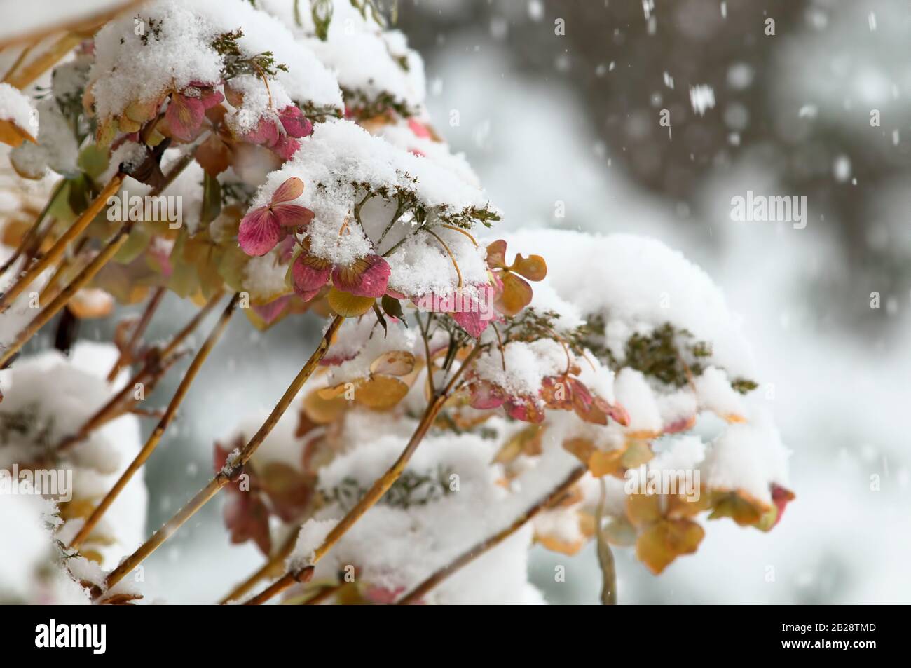 Hydrangea in the snow Stock Photo - Alamy