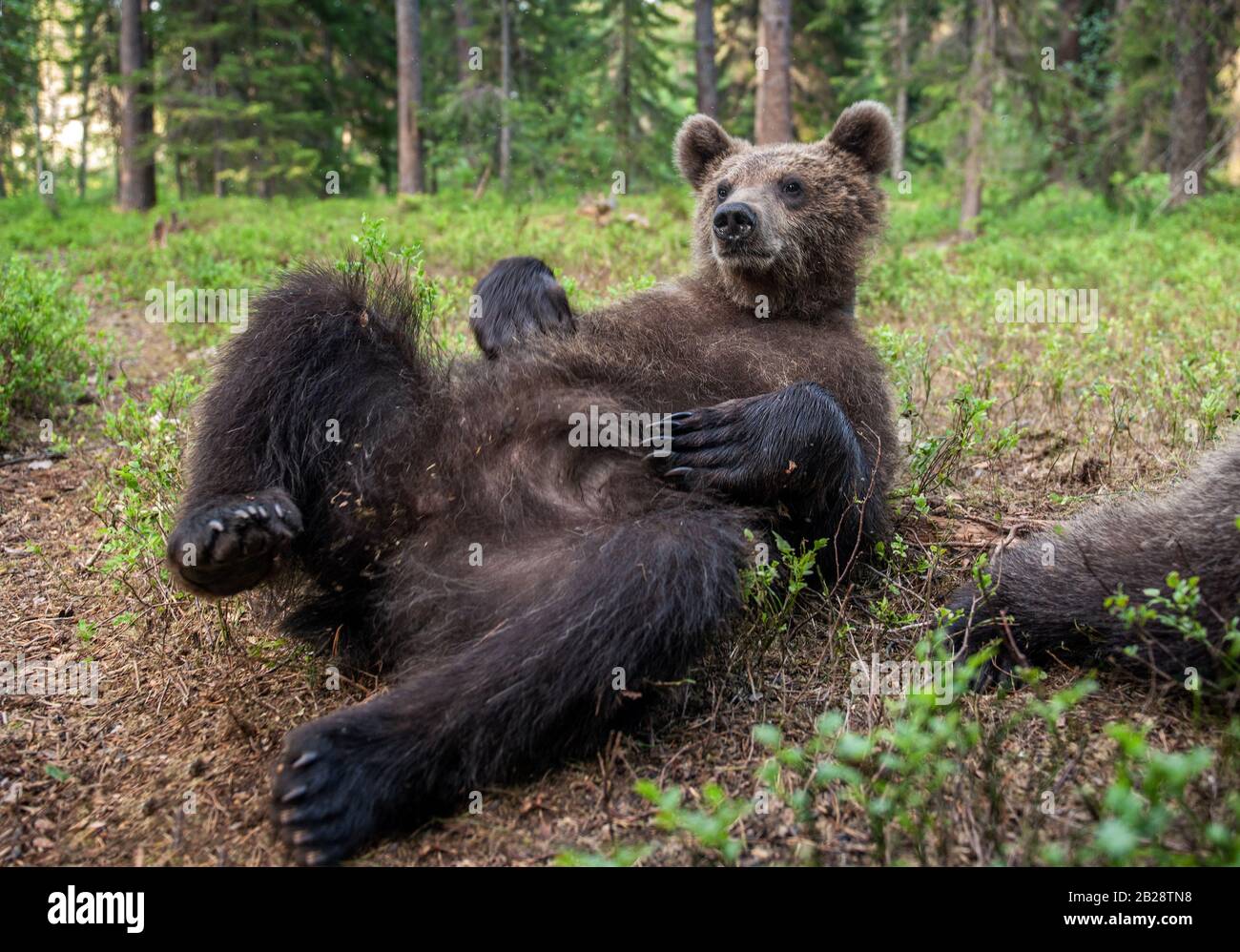 Wild brown bear cub looking at camera close-up wide angle. Cub of Brown ...