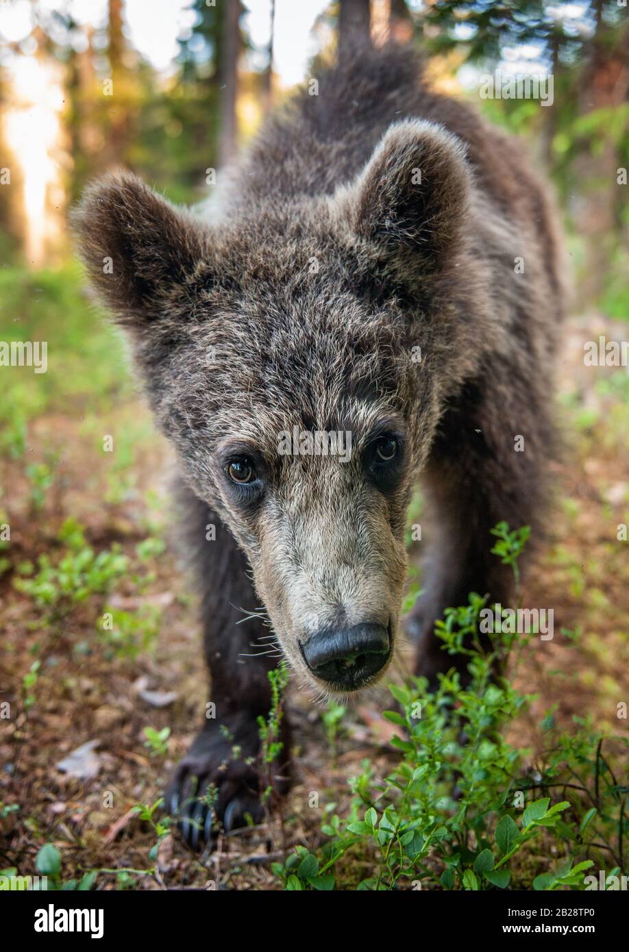 Wild brown bear cub looking at camera close-up wide angle. Cub of Brown ...