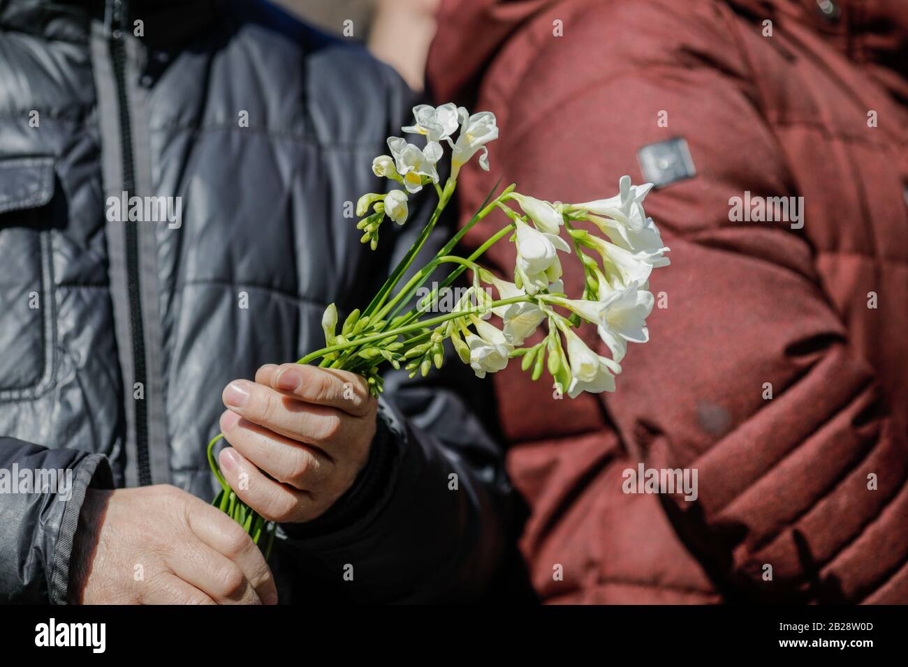 Freesia bud hi-res stock photography and images - Alamy