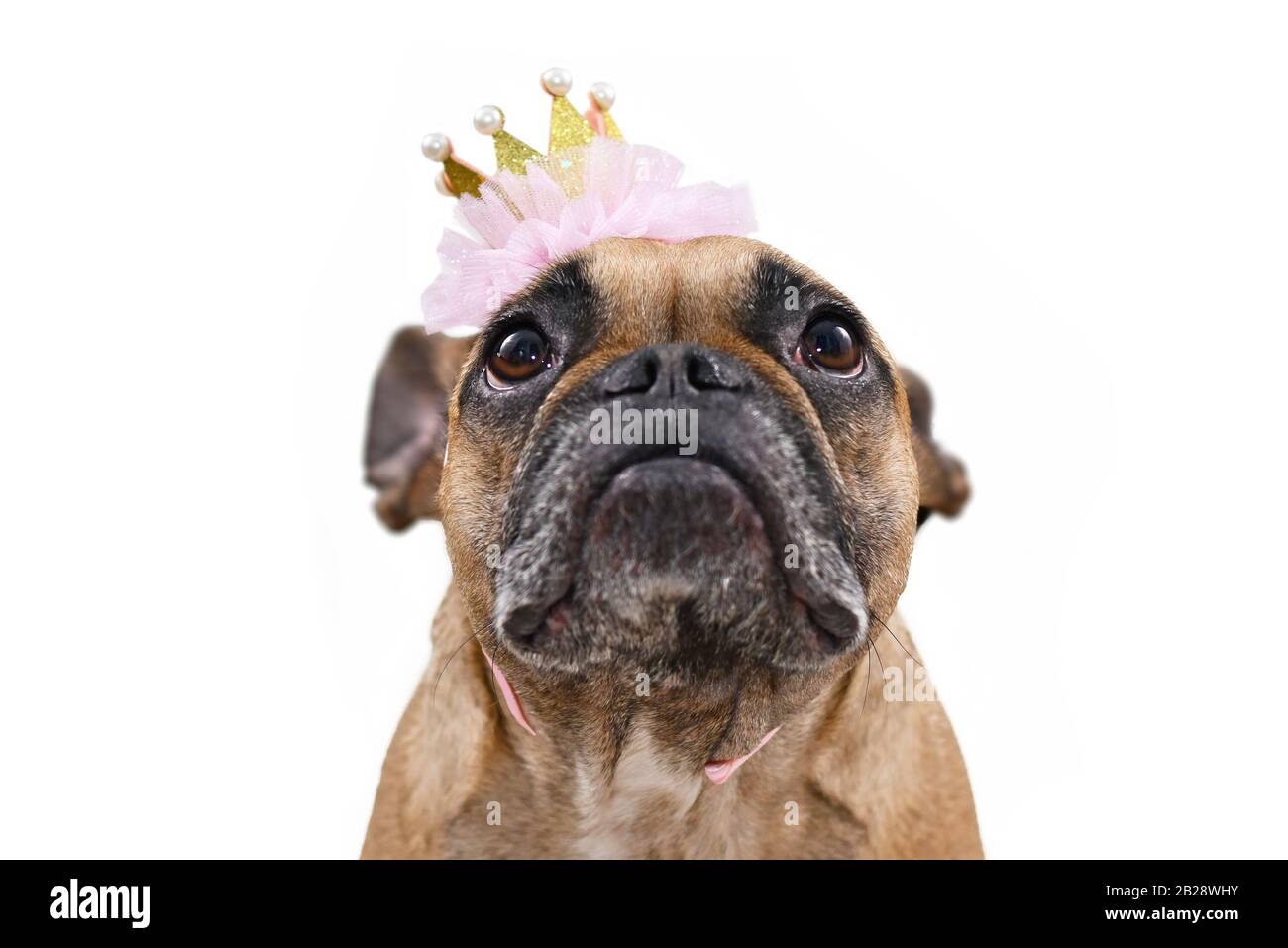 Head of cute French Bulldog dog wearing a pink and gold princess crown ...