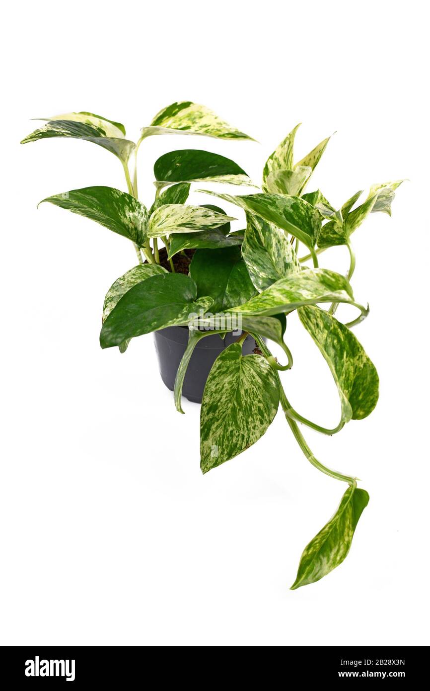 Tropical 'Epipremnum Aureum Marble Queen' house plant in flower pot ...