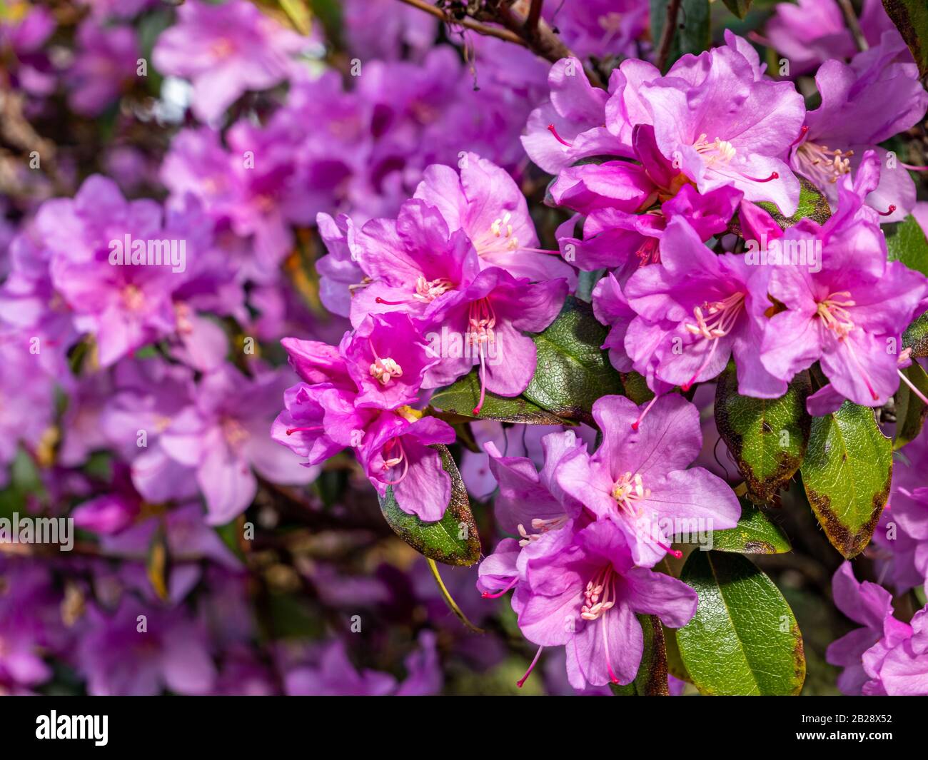 Eyelashed alpine rose in bloom Stock Photo - Alamy