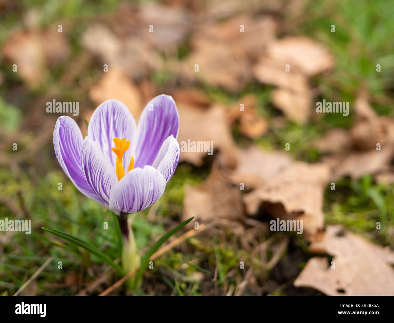 Crocus hybrid in bloom background Stock Photo - Alamy