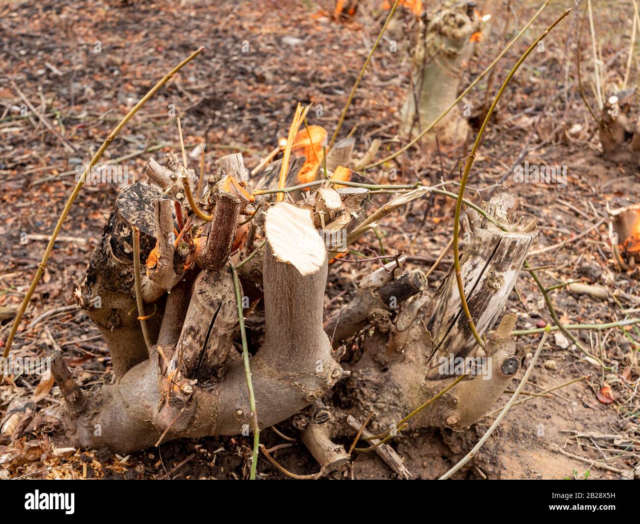 Garden maintenance green waste in spring background Stock Photo - Alamy