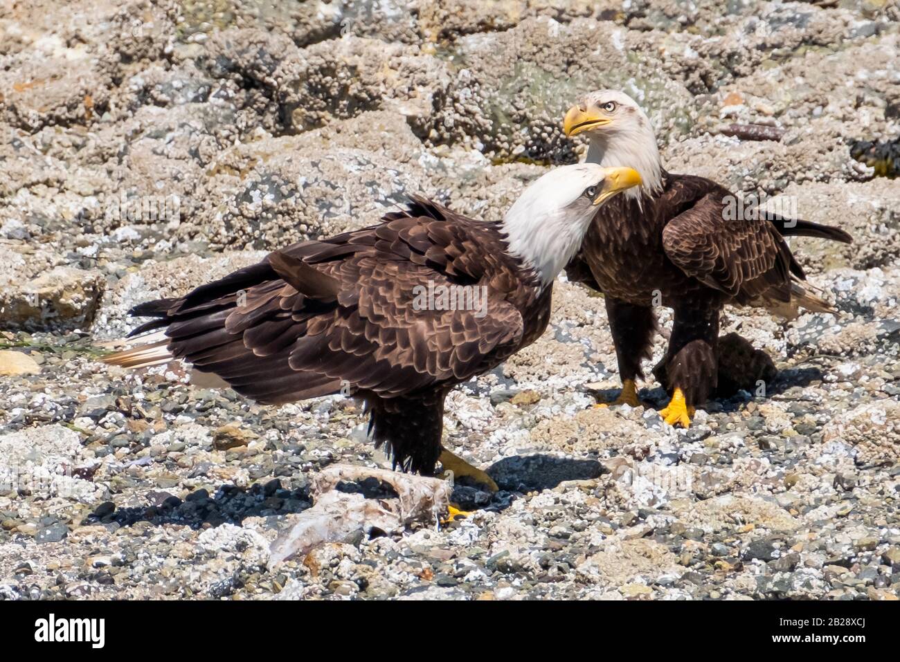 Close-up of two Bald Eagles standing on the beach and opposite to each ...