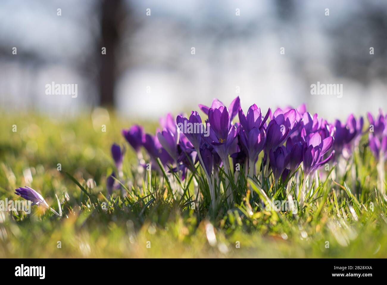 Beautiful violet flowers hi-res stock photography and images - Alamy