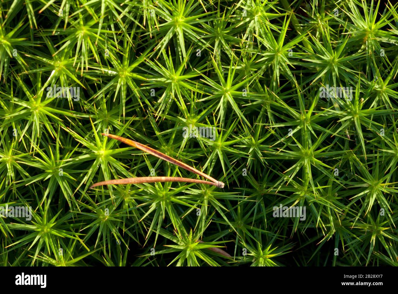 Needle Shaped Leaves High Resolution Stock Photography and Images - Alamy