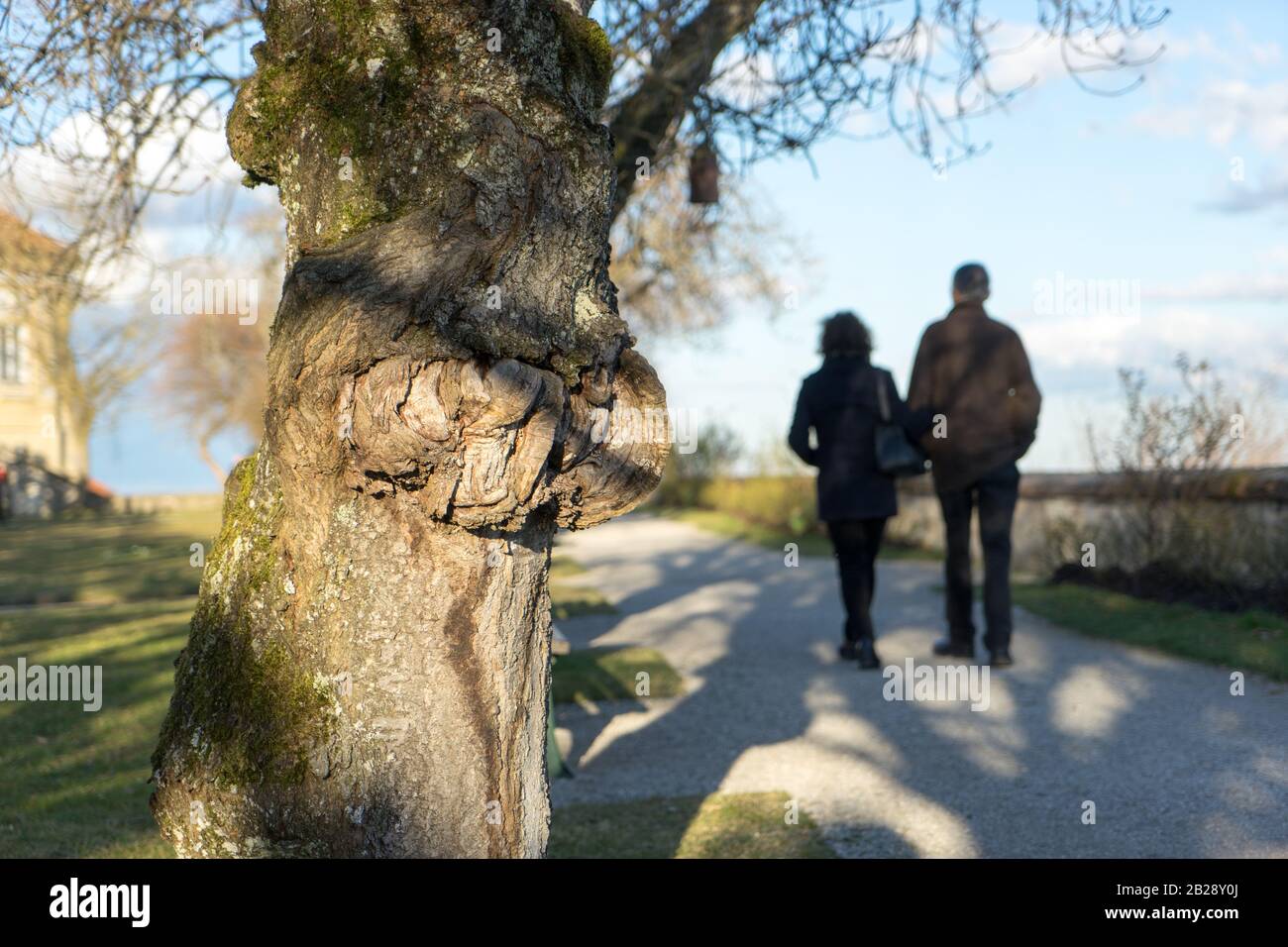 unusual shaped tree with a couple walking past Stock Photo - Alamy