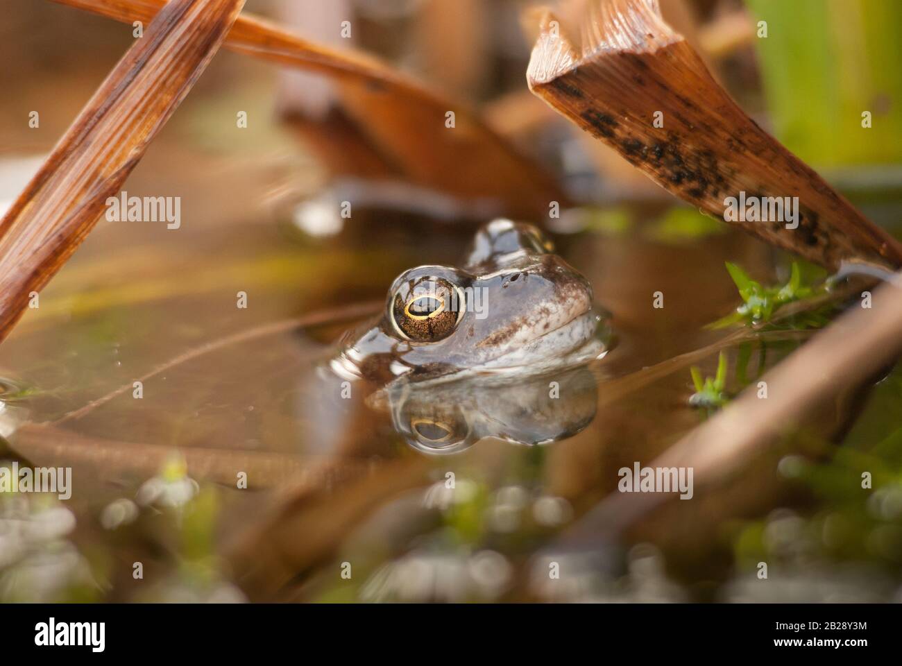 Common frog (rana temporaria) in garden pond, Scotland, UK Stock Photo ...