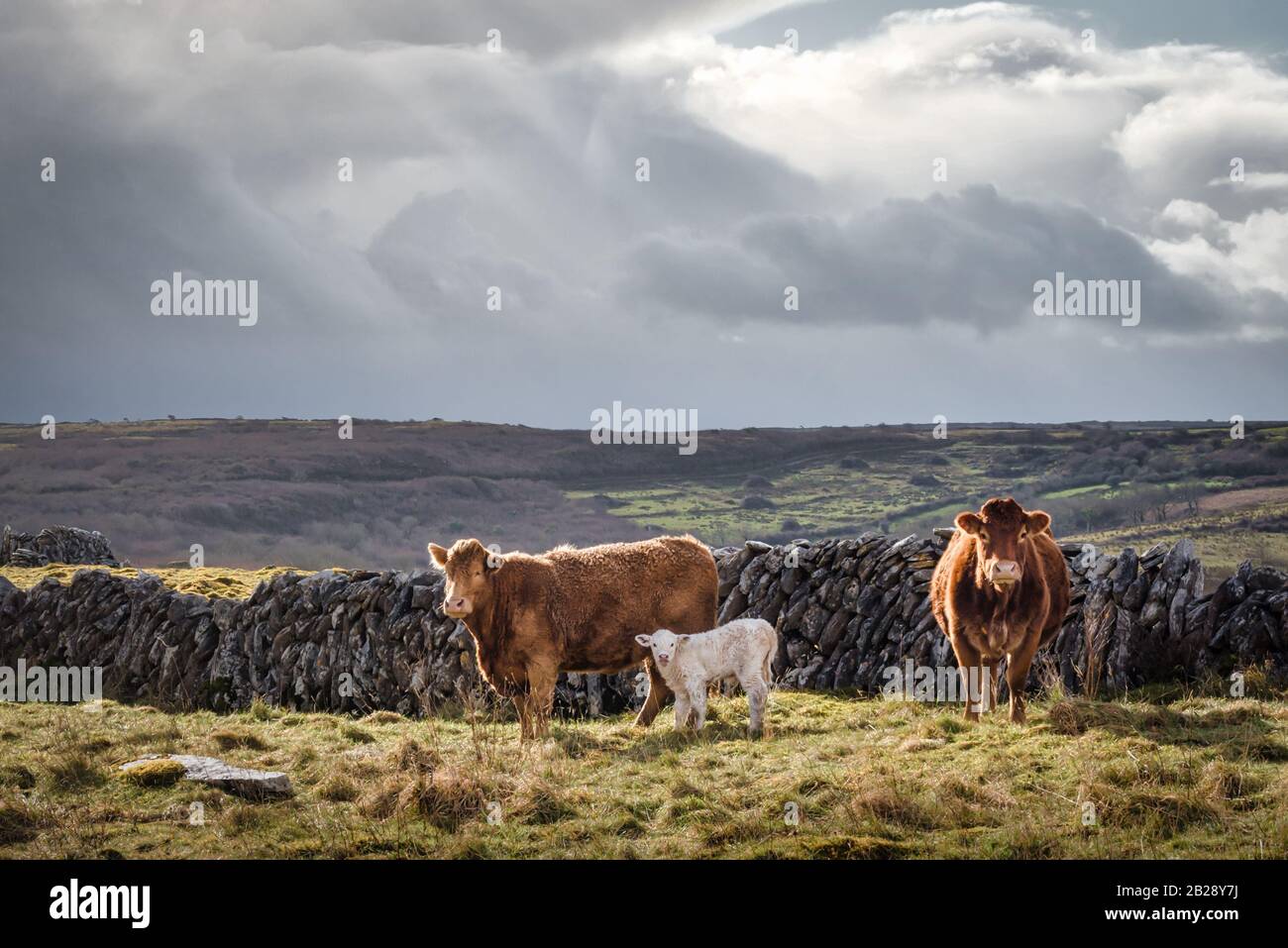Two cows and a calf in a remote field in Ireland with stone walls Stock ...