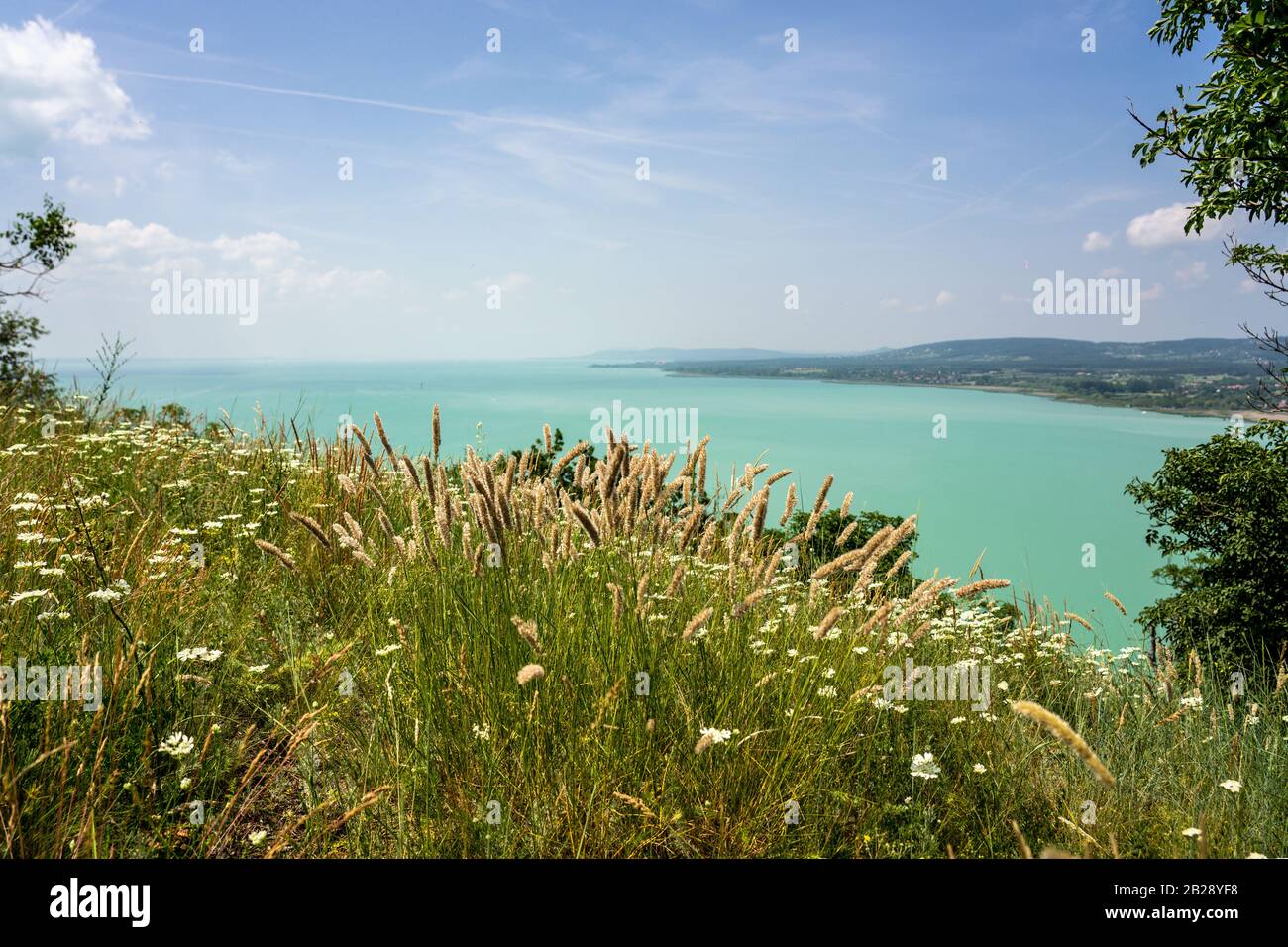 Wild flowers wild wheat field over lake Balaton hungary on the hill ...
